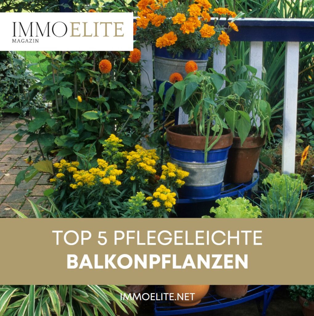 Pflegeleichte Balkonpflanzen Ganzjahrig