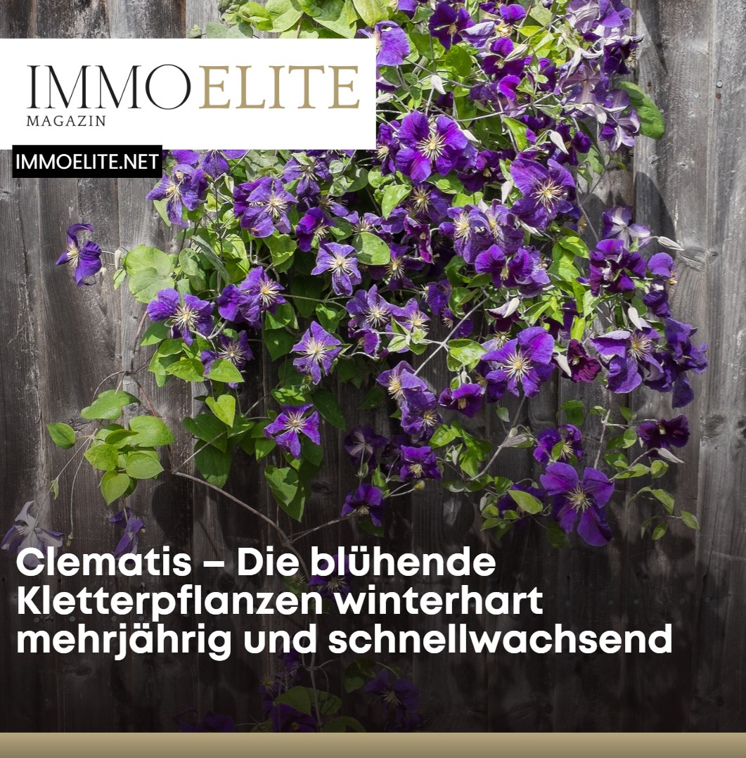 Bluhende Kletterpflanze Winterhart